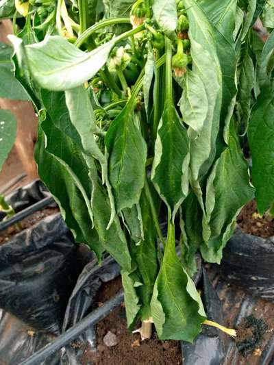 Kindly what causes wilting in Sweet pepper? | Community | Plantix