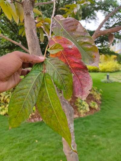 i think this is due to a micro nutrition definitioncy, could you please ...