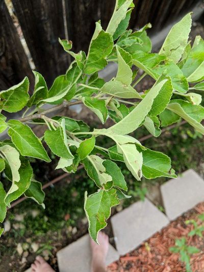 What's eating my granny Smith?! | Community | Plantix