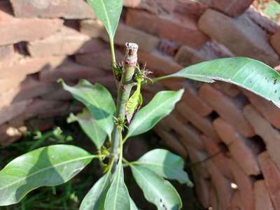 Mango plant stop growing and new stems are curling and tips dying ...