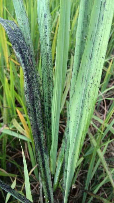 What is the problem and treatment? | Community | Plantix